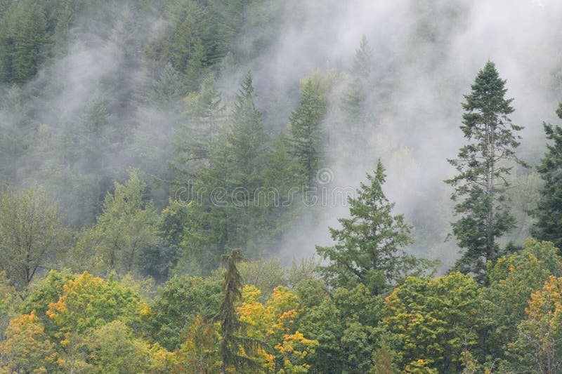 Fog Rolling between Trees at the Beginning of Fall Season Stock Photo ...