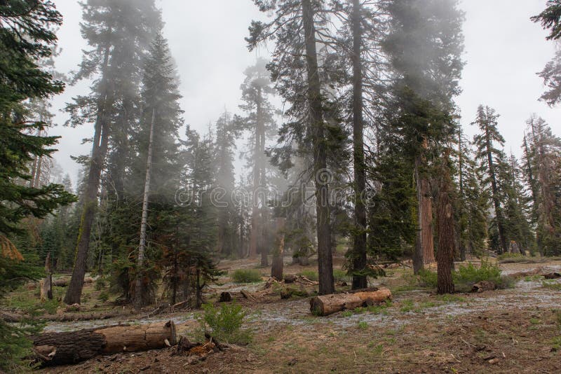 Fog Rolls - Sequoia Forest, California Stock Photo - Image of mist ...