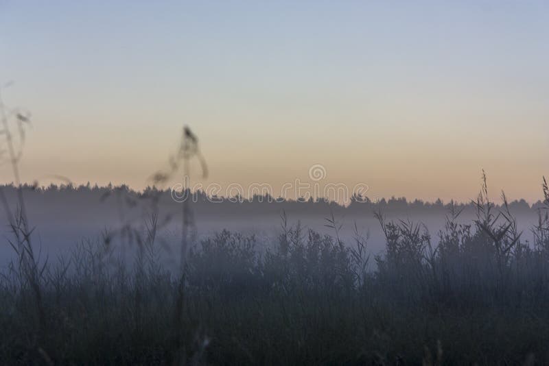 Fog sets stock photo. Image of marsh, environment, marshy - 89087068