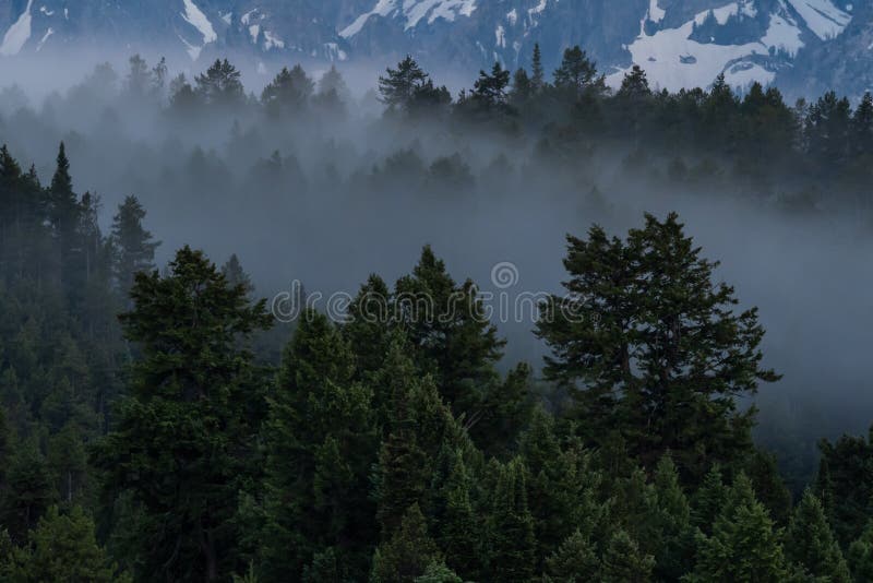 Fog Settles in Evergreen Forest Stock Image - Image of blue, beautiful ...
