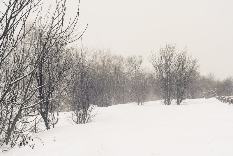 Fog and snow stock photo. Image of snow, heavy, winter - 86698208