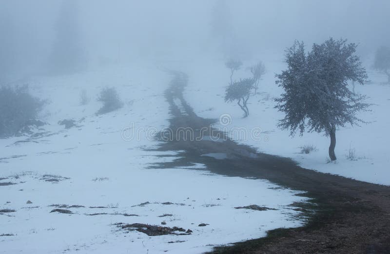 Fog in the snowy forest stock photo. Image of alpine - 130401696