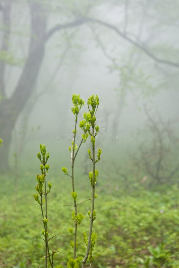Fog in spring stock image. Image of mist, environment - 12948737