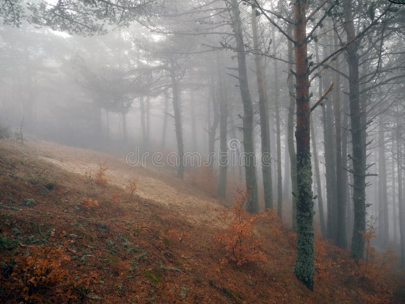 Fog in the spring forest stock image. Image of freshness - 38951445