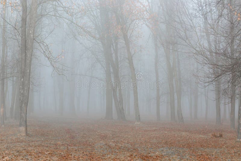 Fog in the Spring Forest in the Early Morning Stock Photo - Image of ...