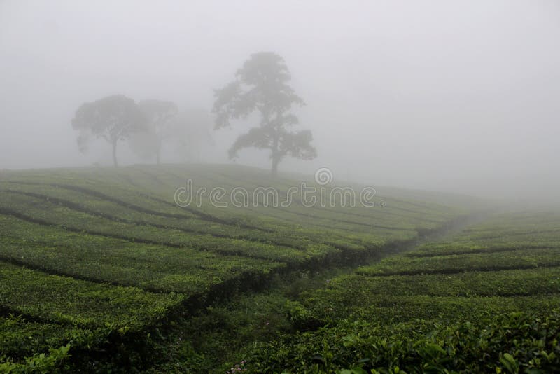 Fog in Sukawana Tea Field stock image. Image of west - 113621135