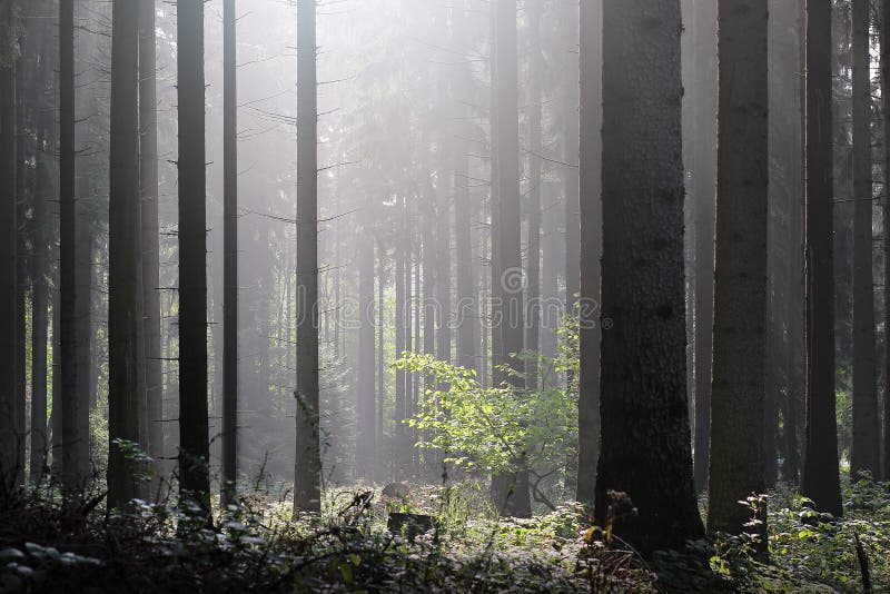 Forest stock photo. Image of outdoor, mystery, foggy - 137830610
