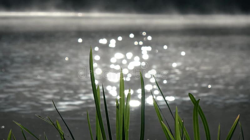 Fog and Sun Glare on the Water with the Grass Stock Footage - Video of ...