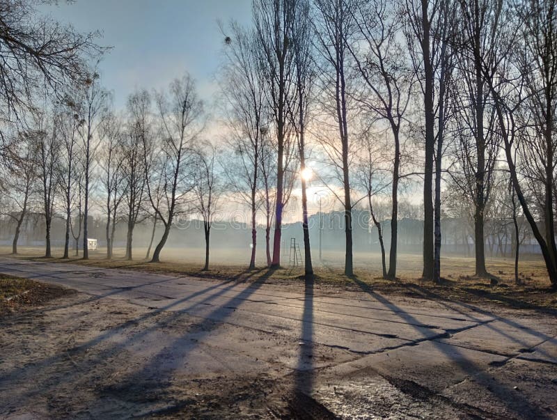 Fog and Sun Rays Break through the Trees. Beautiful Morning Landscape ...