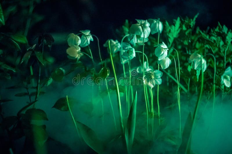 Fog at Sunrise with White Blossom Flowers Stock Image - Image of autumn ...