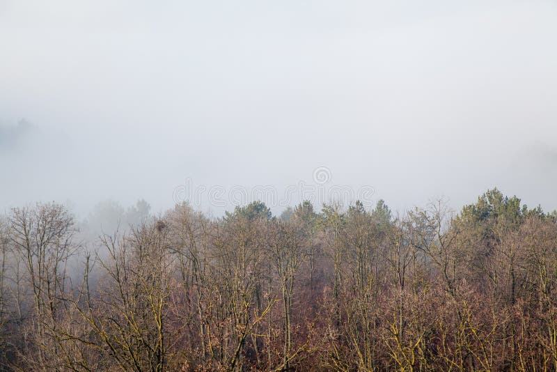 Fog with top view of trees stock photo. Image of background - 206780980