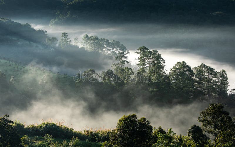 Fog Touching Sunlight Covered Tree Area Inside Tropical Rainforest ...