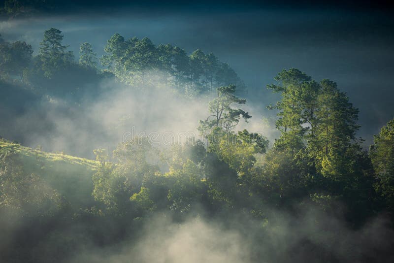 Fog Touching Sunlight Covered Tree Area Inside Tropical Rainforest ...