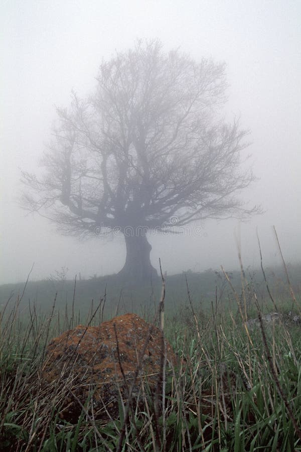 A fog tree stock image. Image of melancholia, phantom, branch - 607821