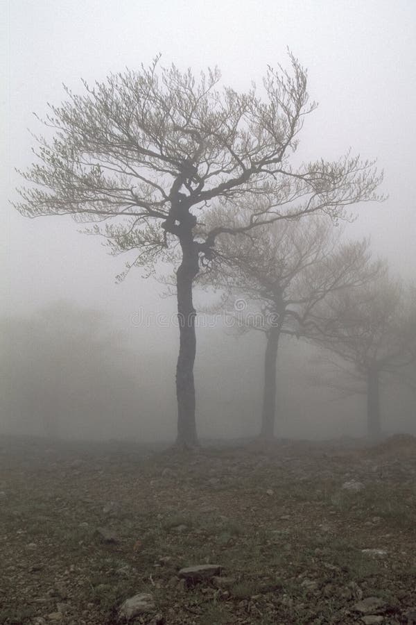 Fog trees stock image. Image of landscape, alone, nature - 607815