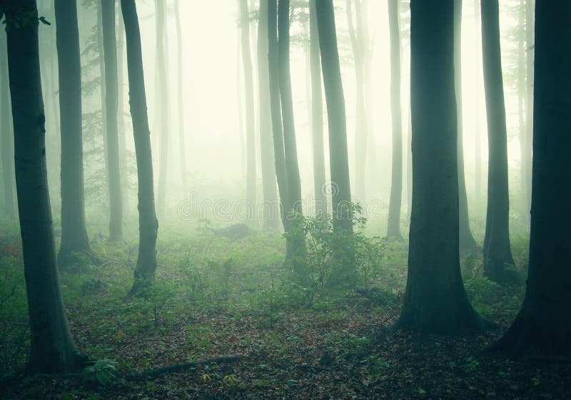 Dark Scary Mysterious Creepy Dark Tree in a Dark Mysterious Forest with ... Dark Scary Mysterious Creepy Dark Tree in a Dark Mysterious Forest with ...