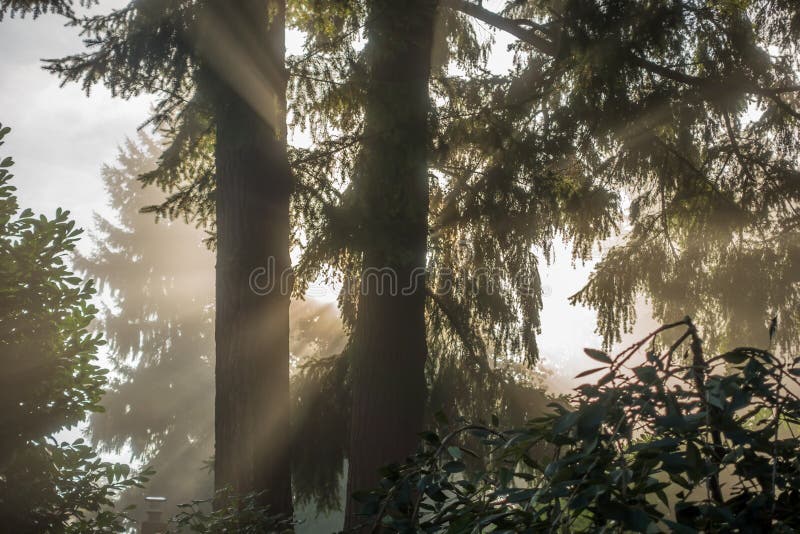 Fog Trees Light stock image. Image of shining, light - 59228693