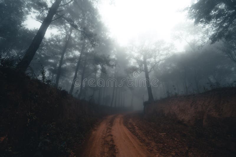 Fog and Trees in the Tropical Forest Stock Image - Image of wood, misty ...