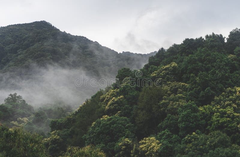 Fog in Tropical Rainforest during Rain Season in Nepal Stock Photo ...