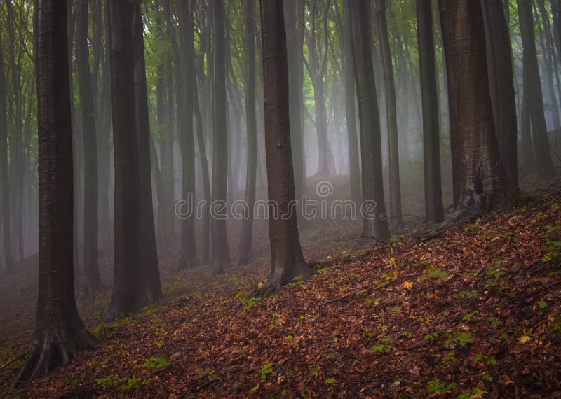Fog Trough Trees after Rain Stock Photo - Image of magic, misty: 40989384