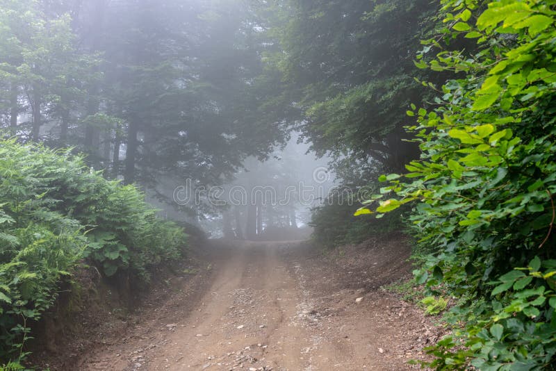 Fog on the Unpaved Forest Road Stock Image - Image of forestry, gravel ...