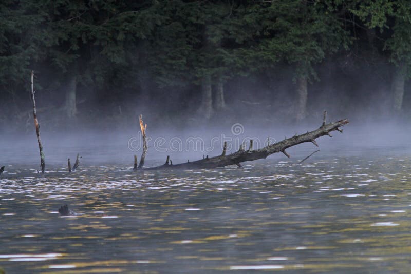 Fog on a Wilderness Lake stock image. Image of morning - 33641485
