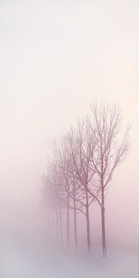 Fog, Winter, Sky, Tree stock image. Image of morning - 100397211