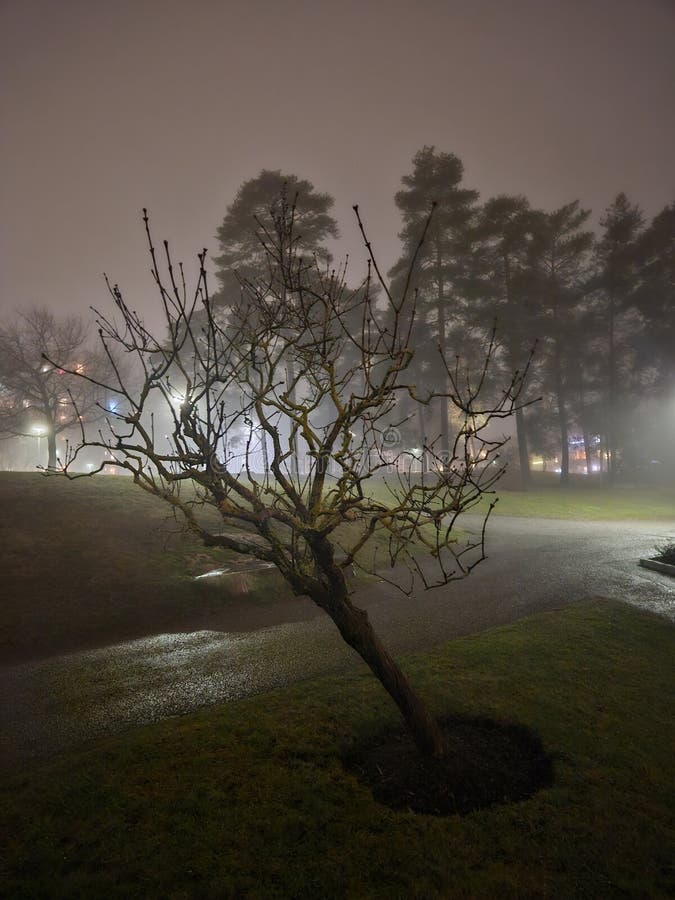 Fog Winter Sweden Tree Nature Dark Lights Stock Photos - Free & Royalty ...