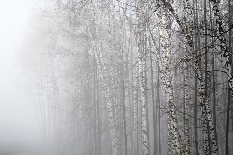 Fog in a wood stock photo. Image of birches, trunks, branches - 19117146