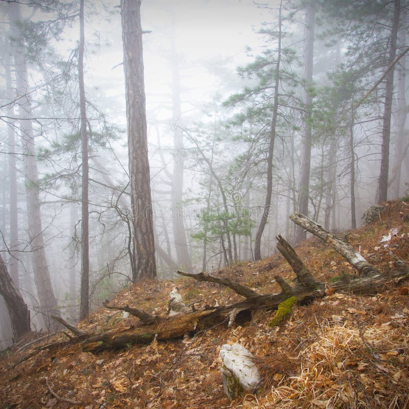 Fog in wood stock photo. Image of inclination, brown - 20848938
