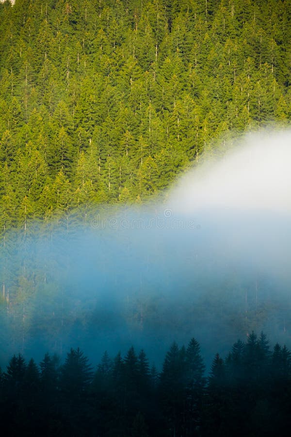 Fog in a Wood of Dolomites Mountains, Italy Stock Photo - Image of ...