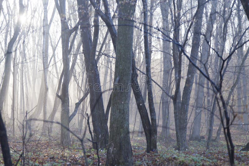 Fog in the wood stock image. Image of green, forest, environment - 91588045