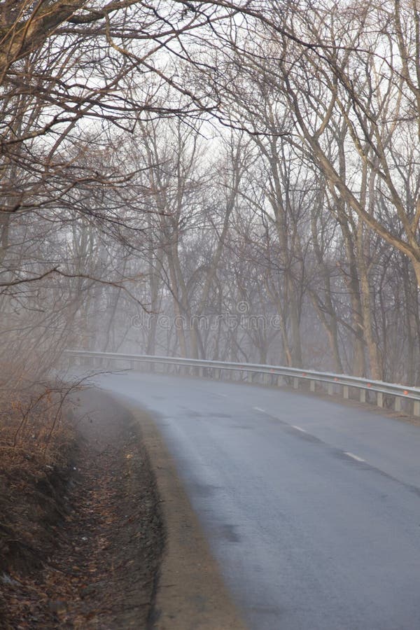 Fog in the wood stock image. Image of leaf, foggy, mist - 69277369