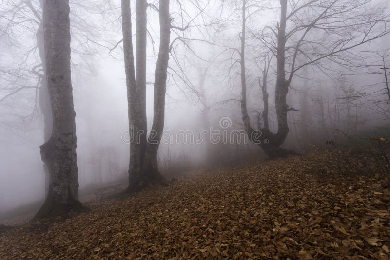 Fog in the woods stock image. Image of tree, foliage - 103734919
