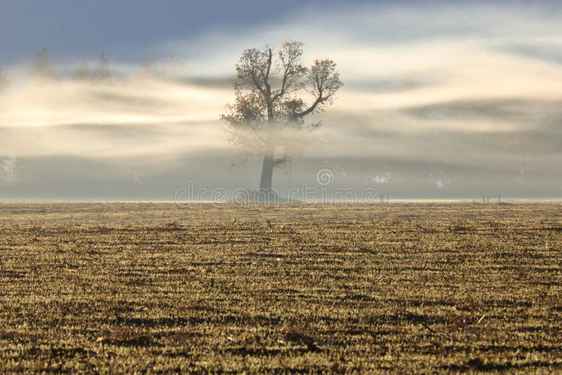 Fog Wraps Around Tree in Corn Field Stock Photo - Image of flow, soft ...