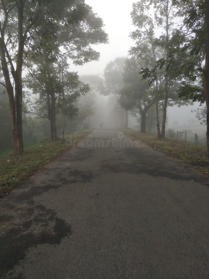 Fogg stock photo. Image of beauty, nature, forest, trees - 135075140