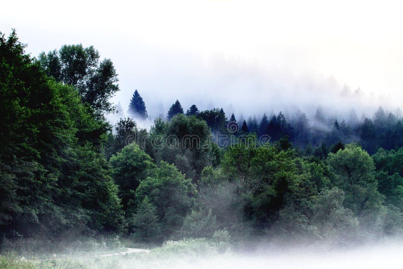 Fogged forest stock photo. Image of storm, dark, leaf - 95455754