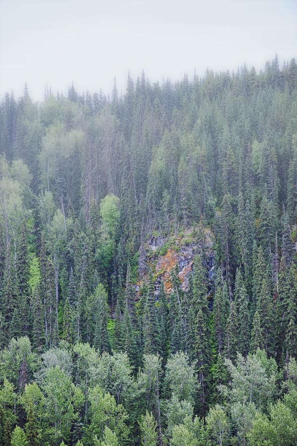 Fogged in Forest Slope stock photo. Image of conifers - 211526394