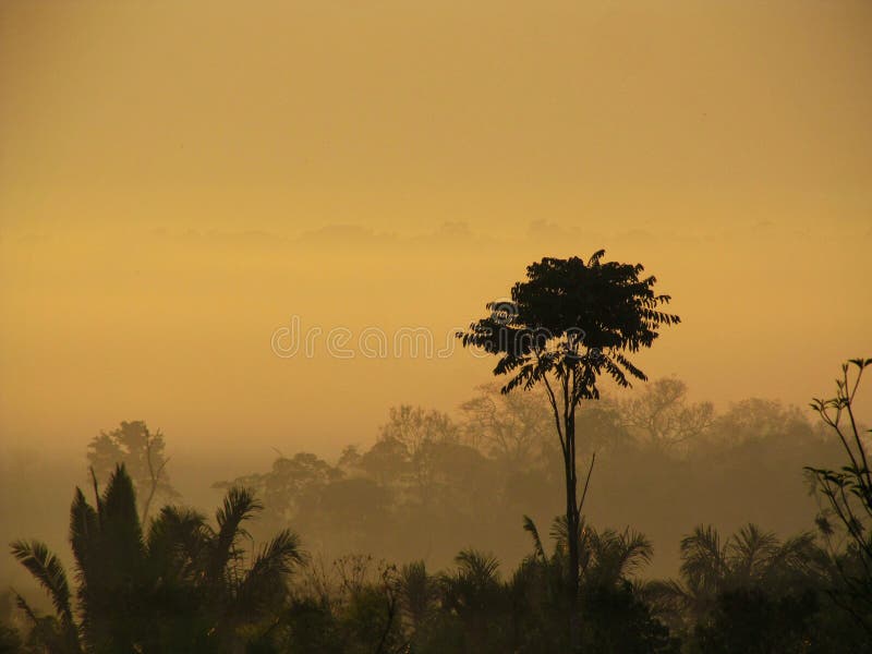 Foggy Amazon rainforest stock photo. Image of forest - 248805760
