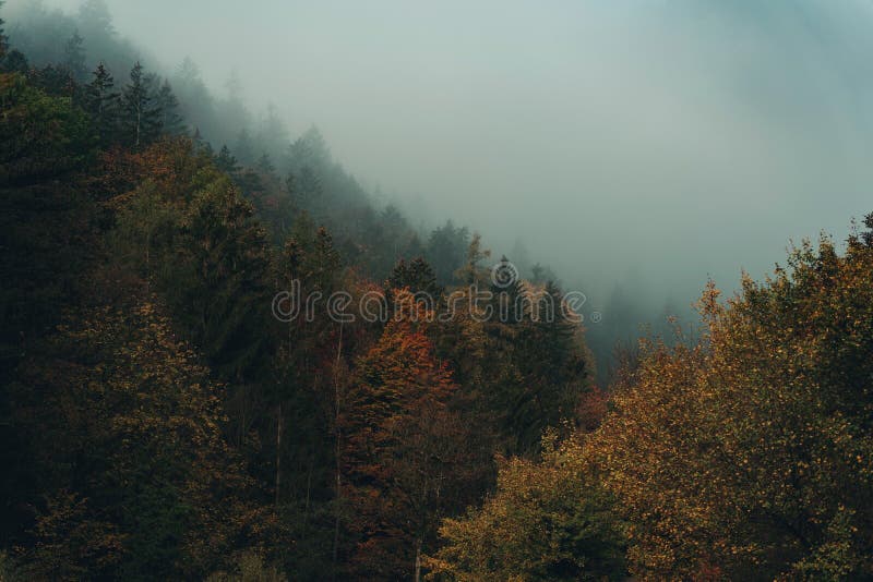 Foggy austrian forest stock image. Image of autumn, tree - 261693581