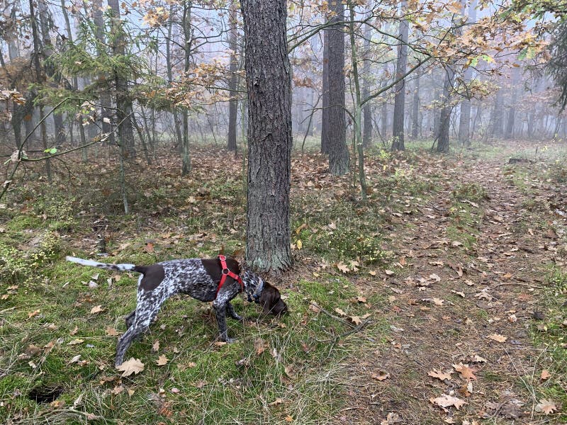 Foggy autumn day stock photo. Image of beautiful, animal - 161776352