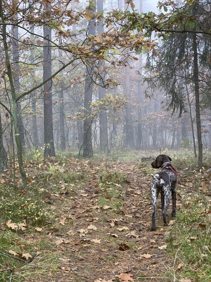 Foggy autumn day stock image. Image of outdoor, happy - 161776501