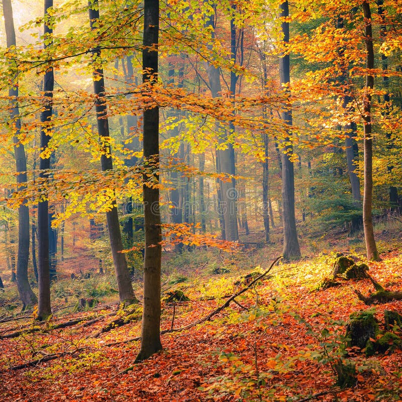 Foggy Autumn Morning stock image. Image of landscape, mist - 6902349 Foggy Autumn Morning stock image. Image of landscape, mist - 6902349