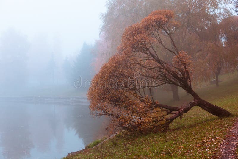 Foggy Autumn Landscape with Orange Trees and Lake Reflection Stock ...