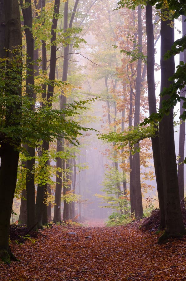 Foggy autumn path stock image. Image of leafs, foggy - 75174197
