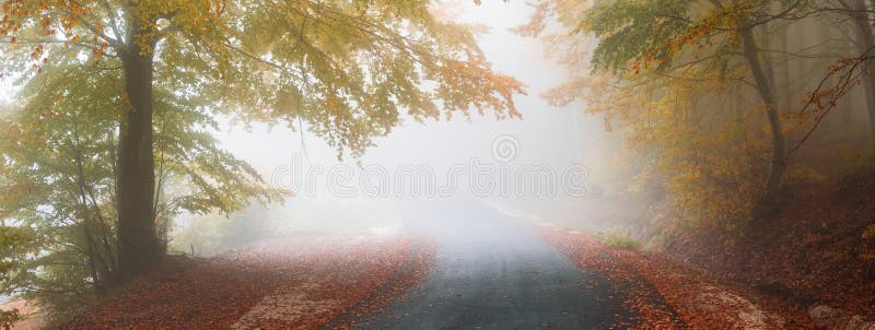 Foggy autumn road stock image. Image of hope, beech, light - 90661753