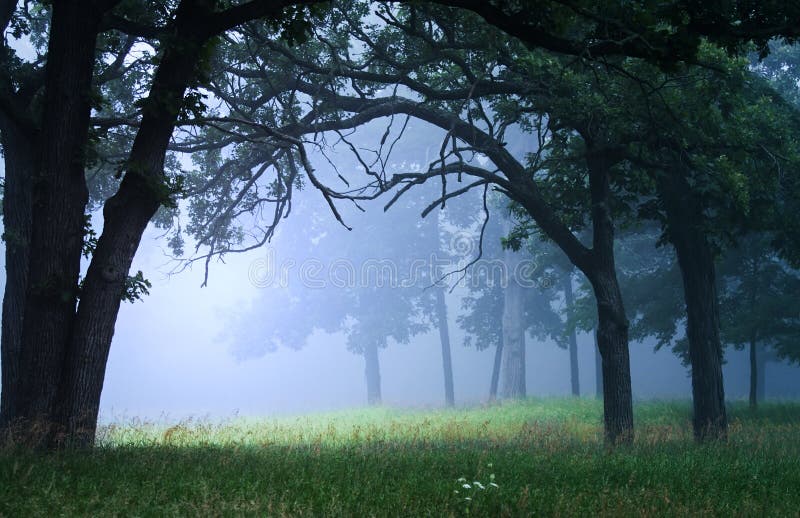 Foggy clearing stock image. Image of romantic, hazy, foggy - 8363043