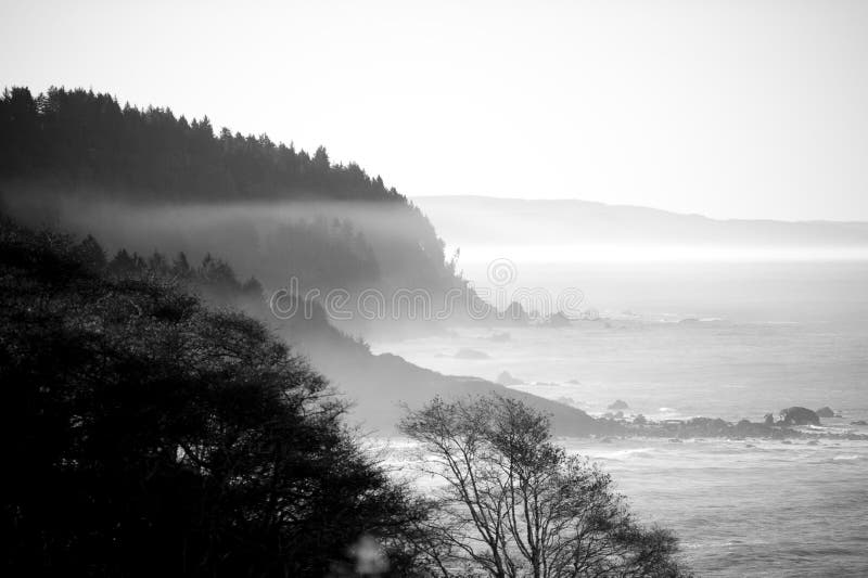 Foggy coastline stock image. Image of mist, coastal, pine - 23966743