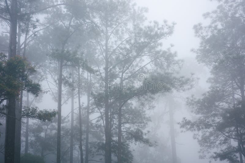 Foggy and Cold Environment of Pine Forest Inside Tropical Rainforest ...