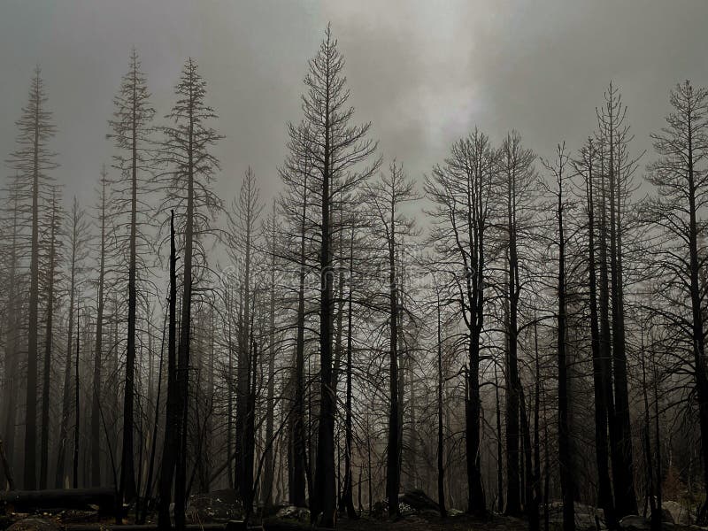 Haunted Woods stock image. Image of mist, monochrome - 263851787